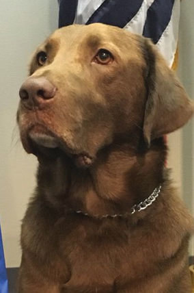 Drug Dog Racks Up Correction Officer On Contraband Charge - The Chief