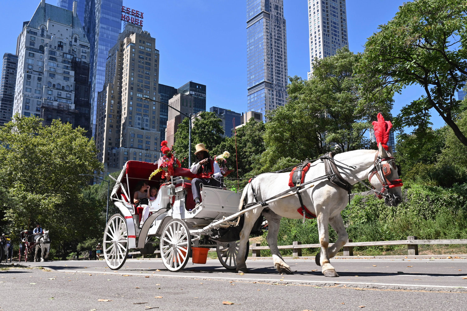 TWU opposes bill that would ban Central Park horse carriages - The Chief TWU opposes bill that would ban Central Park horse carriages - The Chief